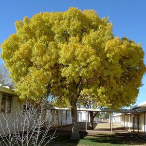 12 Best Fast Growing Shade Trees - A&P Nursery