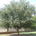10 Fast Growing Trees In Arizona - A & P Nursery
