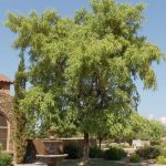 10 Fast Growing Trees In Arizona - A & P Nursery