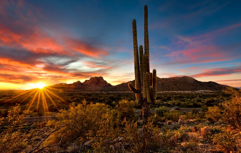 10 Saguaro Cactus Facts | A&P Nursery