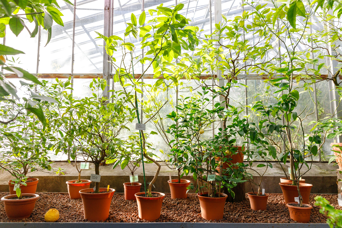 How To Deep Water Citrus Trees At Gemma Nock Blog How To Deep Water Citrus Trees At Gemma Nock Blog