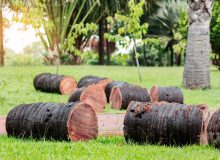 Skinning Palm Trees - A&P Nursery