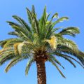 How Much Does A Palm Tree Cost? - A&P Nursery