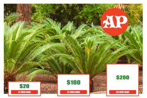 Sago Palm Prices | A&P Nursery